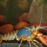 Jak jeść raki: Przewodnik krok po kroku